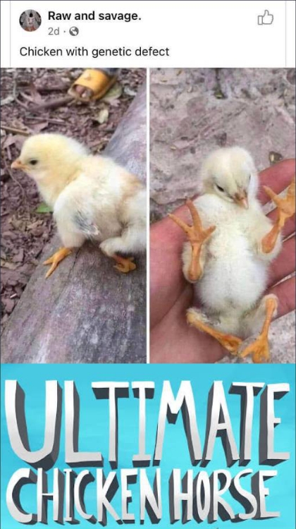 Chimken | /r/memes | Know Your Meme