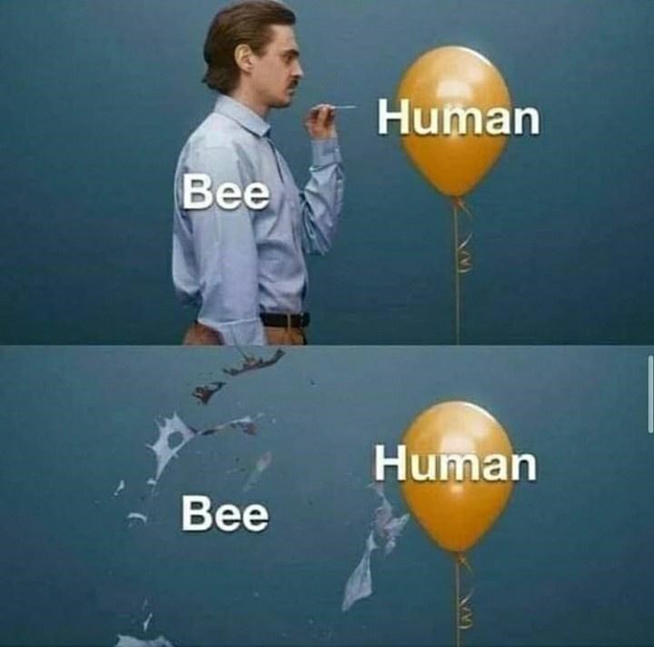 That doesn't stop them from stinging us though | Bees | Know Your Meme