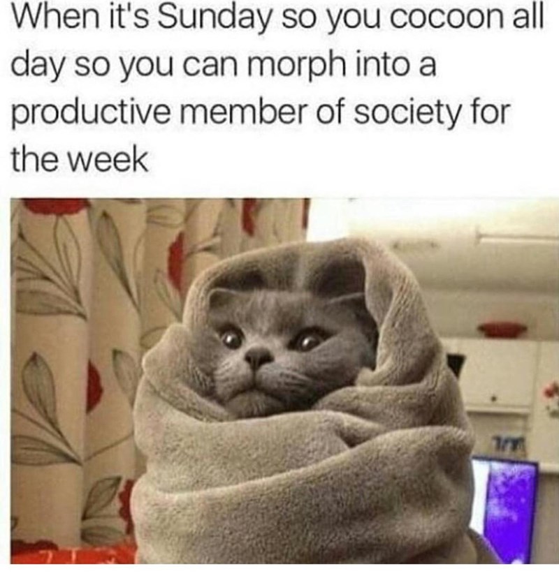 It's a show and I'm the main actor | Cats | Know Your Meme