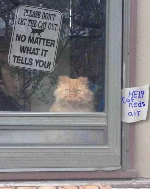 But... he's so convincing | Cats | Know Your Meme