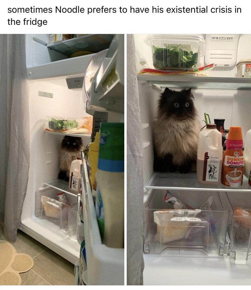 I'm catchup actually | Cats | Know Your Meme