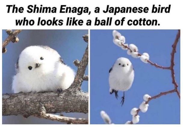 So soft... must touch... | Know Your Meme