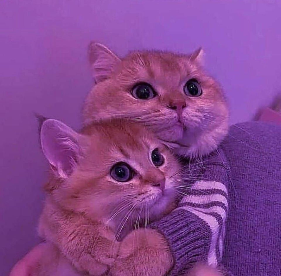 A Hug Animals Know Your Meme