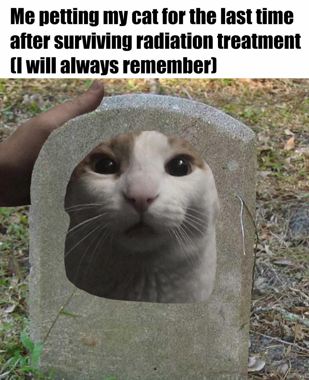 Me Petting My Cat For The Last Time After Surviving Radiation Treatment Me Petting My Cat For The Last Time After Surviving Radiation Treatment