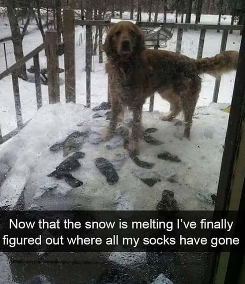 caught red pawed | Dogs | Know Your Meme