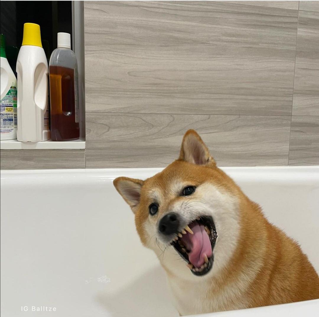 Cheems' official Instagram account posted this picture of him being ...