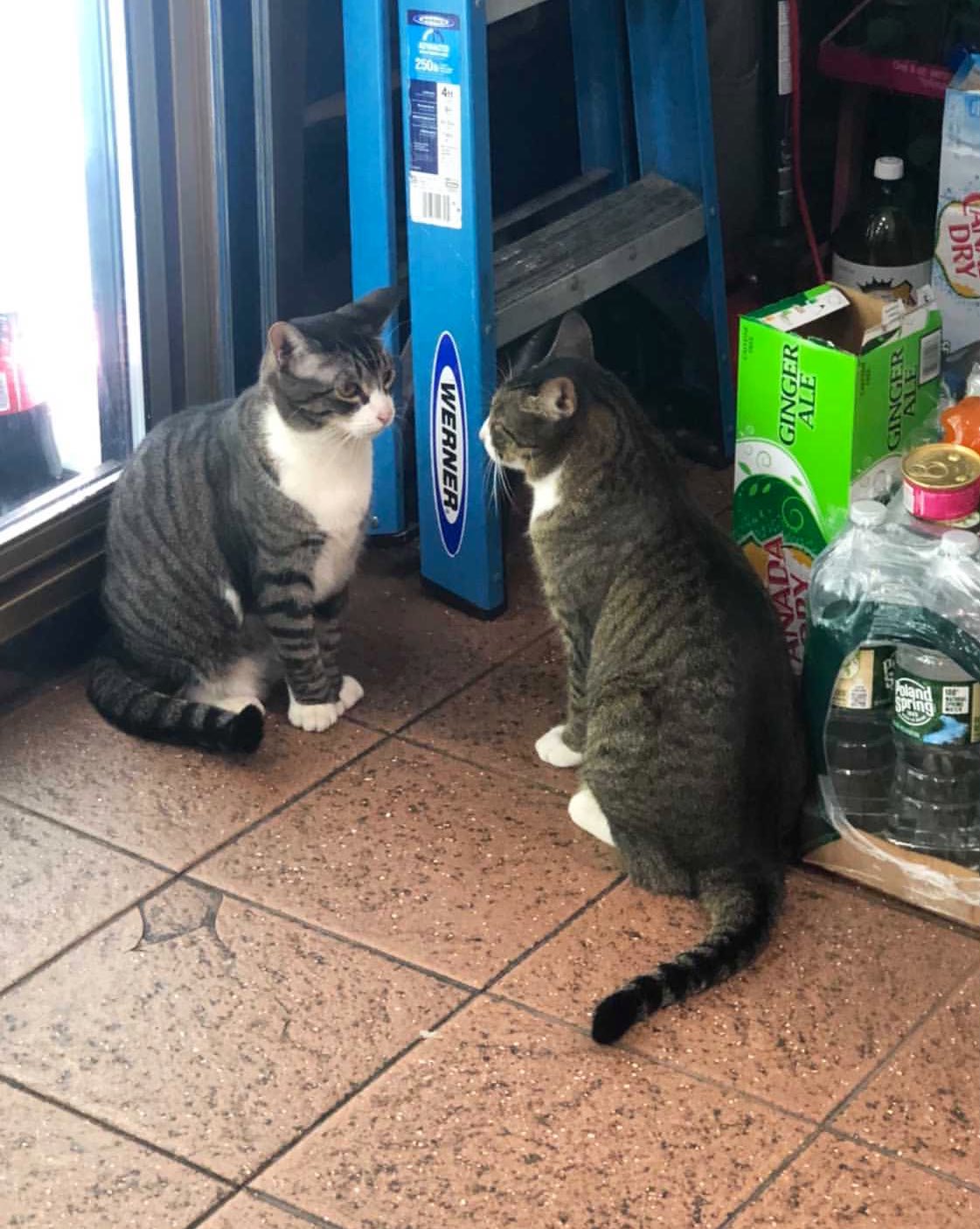 bodega cat | Cats | Know Your Meme