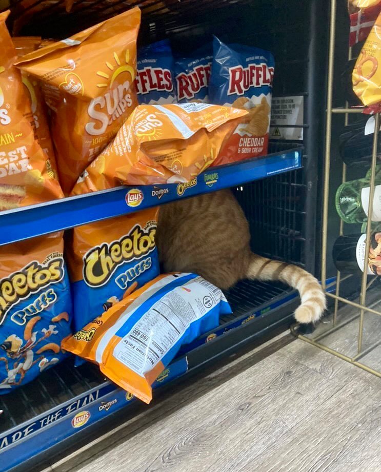 bodega cat | Cats | Know Your Meme