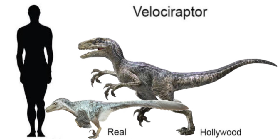 Velociraptor Size Chart
