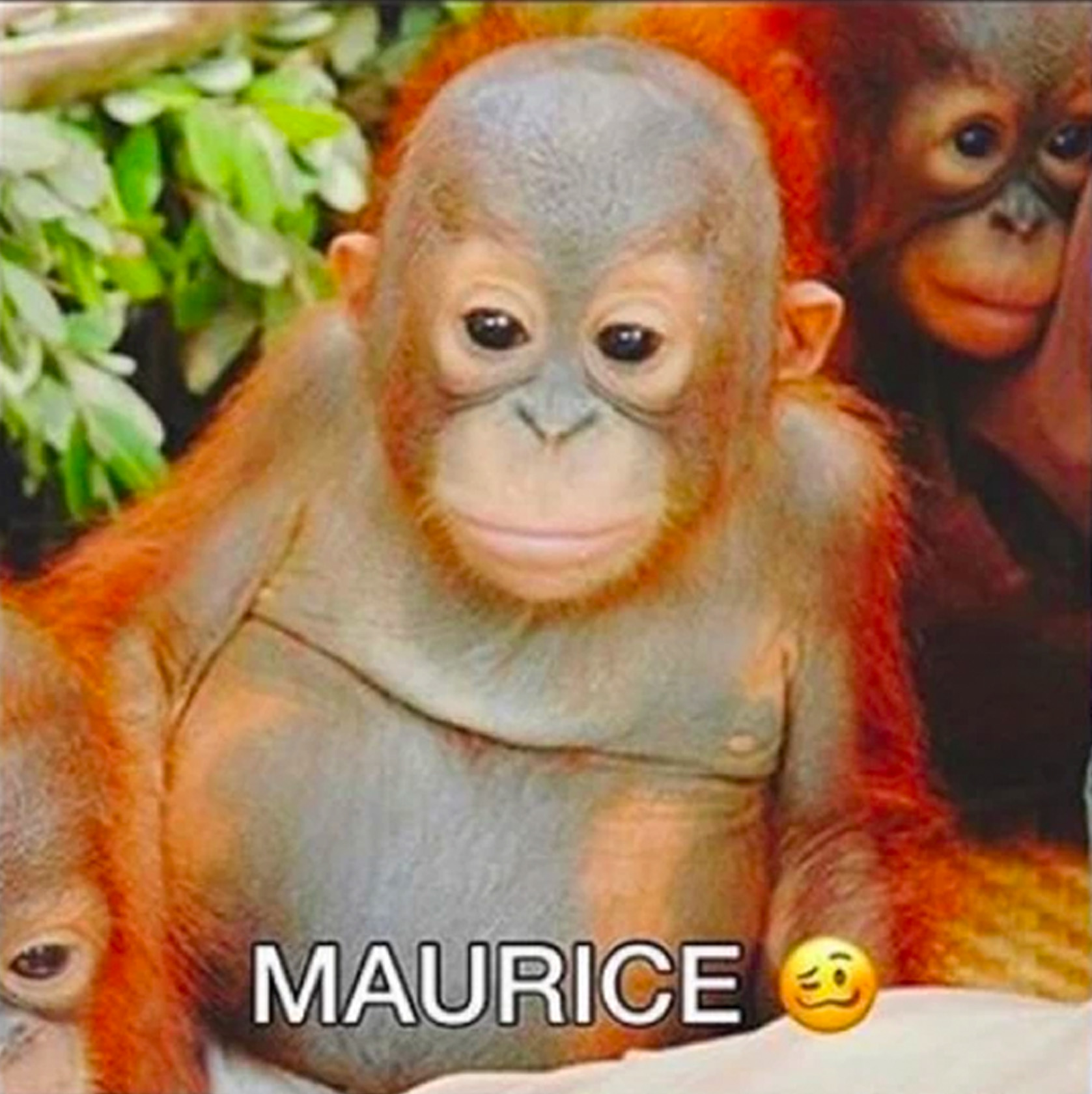 Maurice Monkey Orangutan Blank Meme Template Maurice Know Your Meme