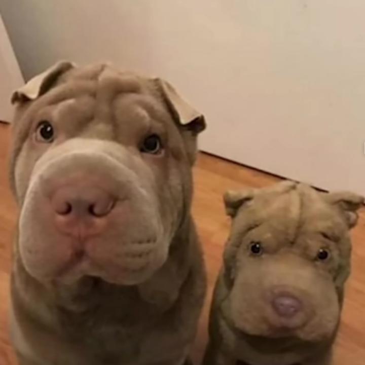 took me a second to see that a second one is a stuffed toy | /r ...