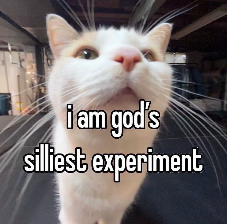 I Am God s Silliest Experiment Silly Cats Know Your Meme I Am God s Silliest Experiment Silly Cats Know Your Meme