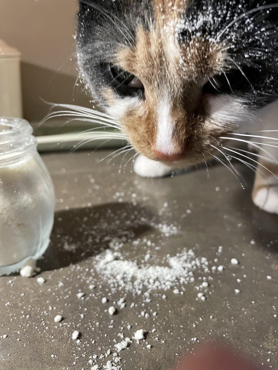 Funny Cat Cocaine