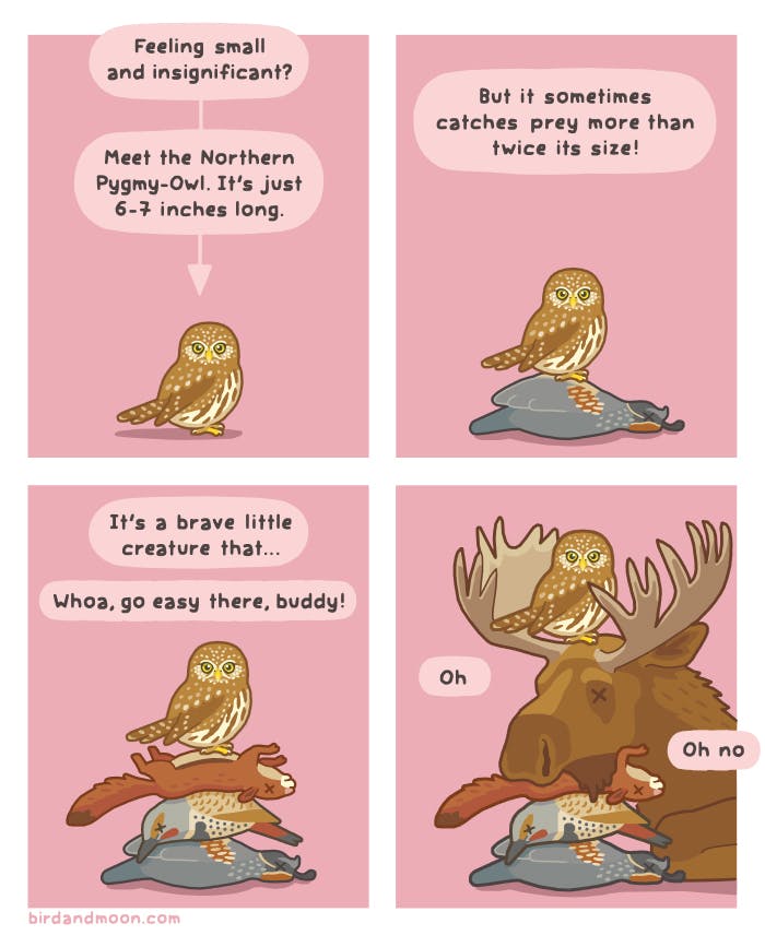 Northern Pygmy Owl | Webcomics | Know Your Meme