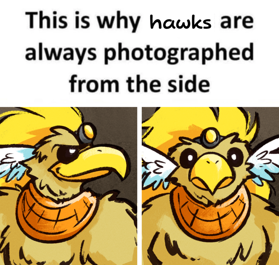 This is why hawks are always photographed from the side | Know Your Meme
