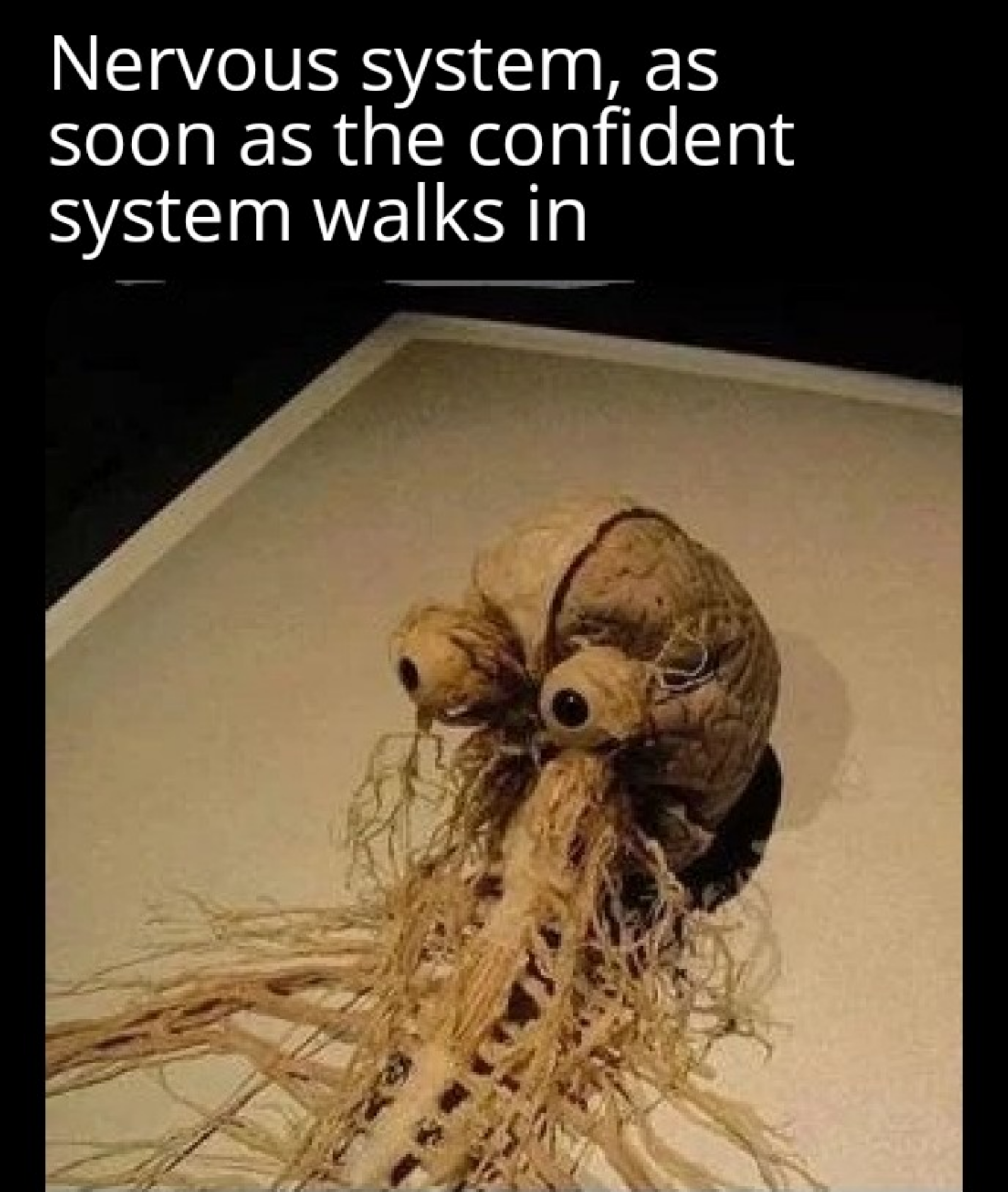 My Nervous System Is Nervous About My Exam r dankmemes Know Your Meme