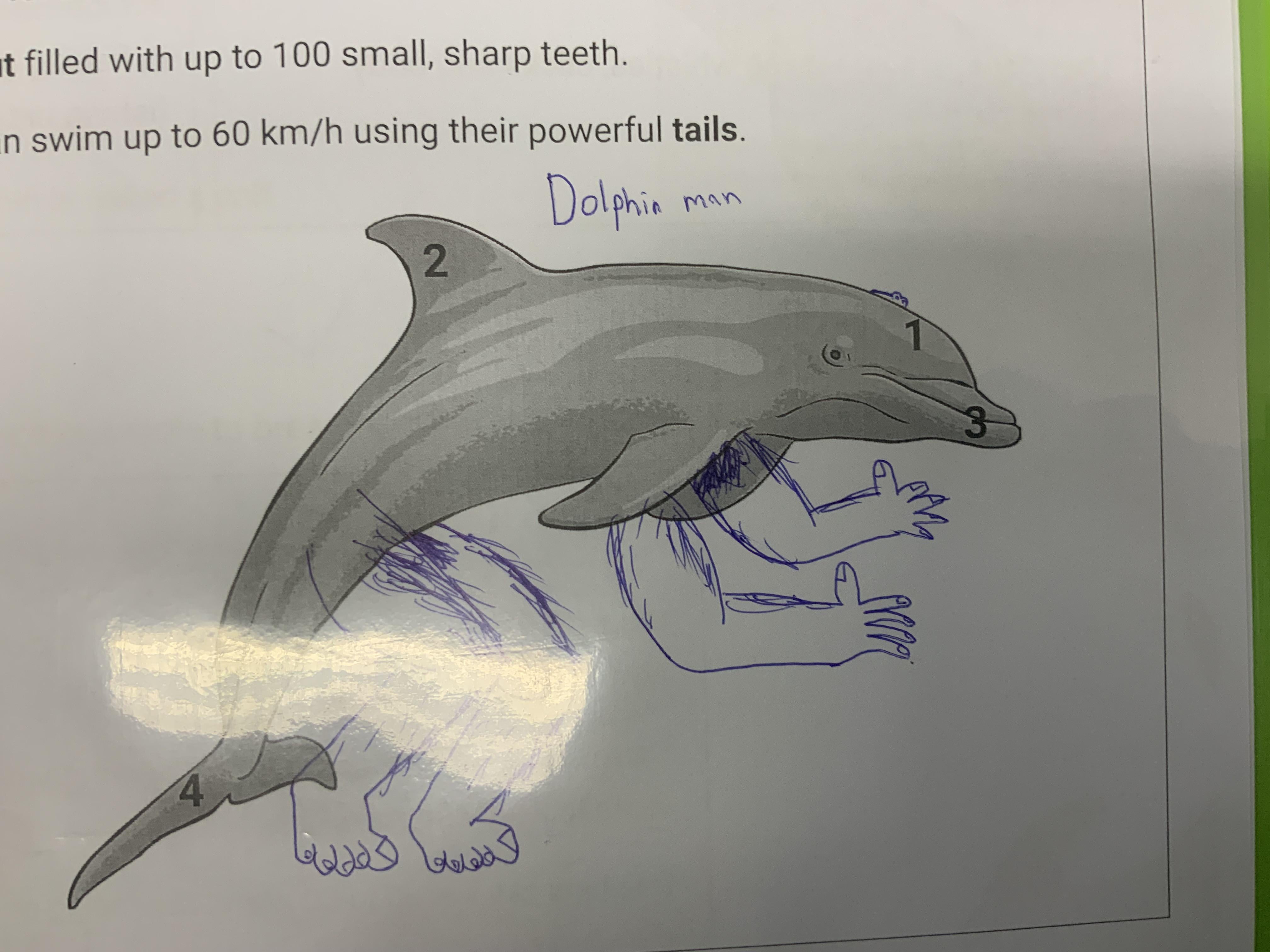 Dolphin man | Know Your Meme