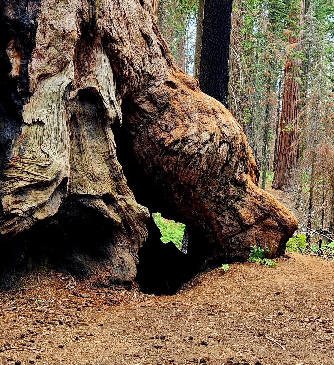 A tree that looks like a sleeping bear, Sequoia National Park | Know ...