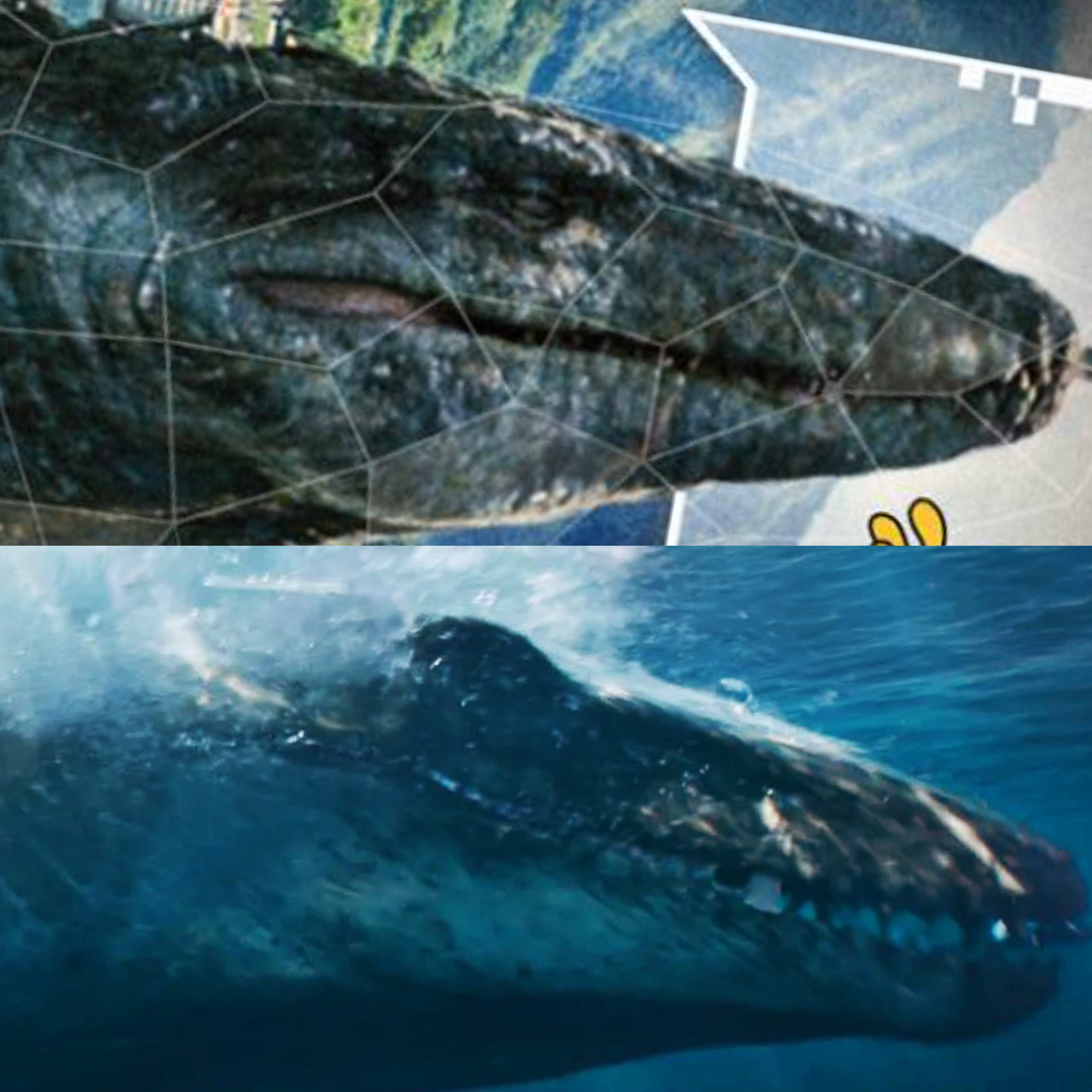 Mosasaurus Jurassic world | Jurassic Park | Know Your Meme