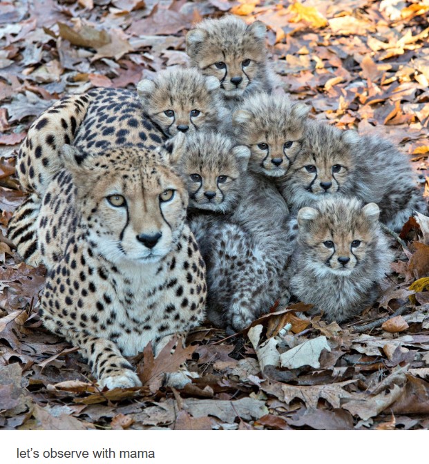 let's observe with mama | Mamaposting | Know Your Meme