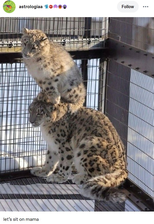 let’s sit on mama | Mamaposting | Know Your Meme