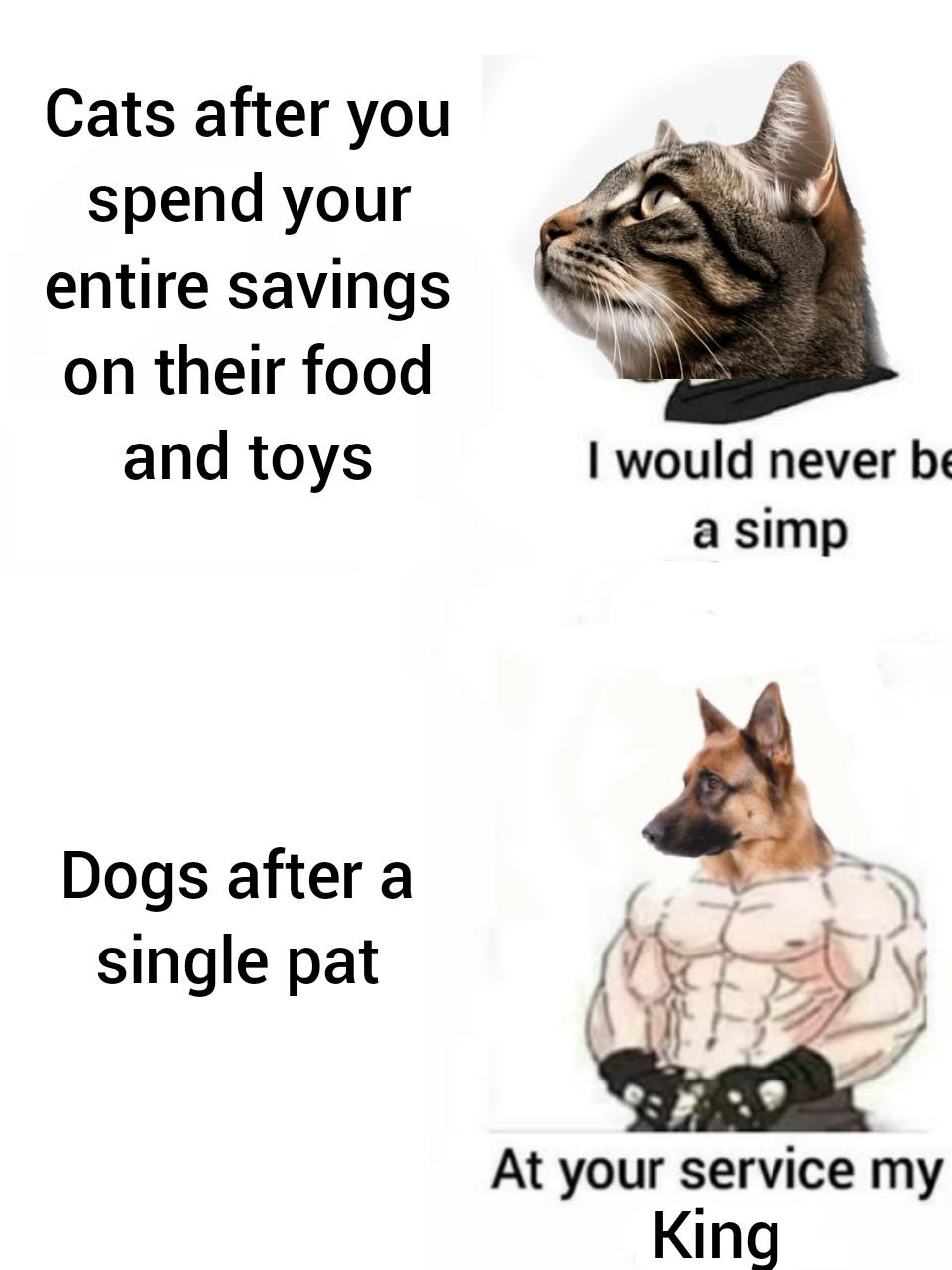 Fear the cat | /r/dankmemes | Know Your Meme