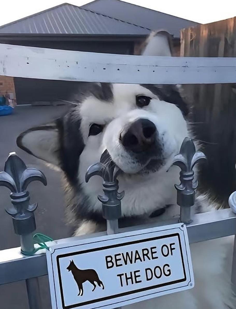 Beware of the dog. The dog: | /r/memes | Know Your Meme