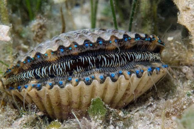 Scallops can have up to 200 eyes | Know Your Meme
