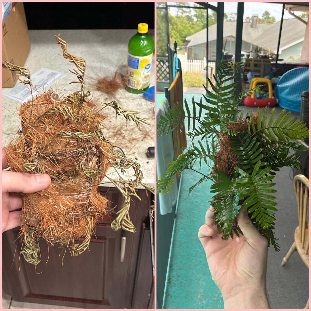 This resurrection fern before and after being soaked | Know Your Meme