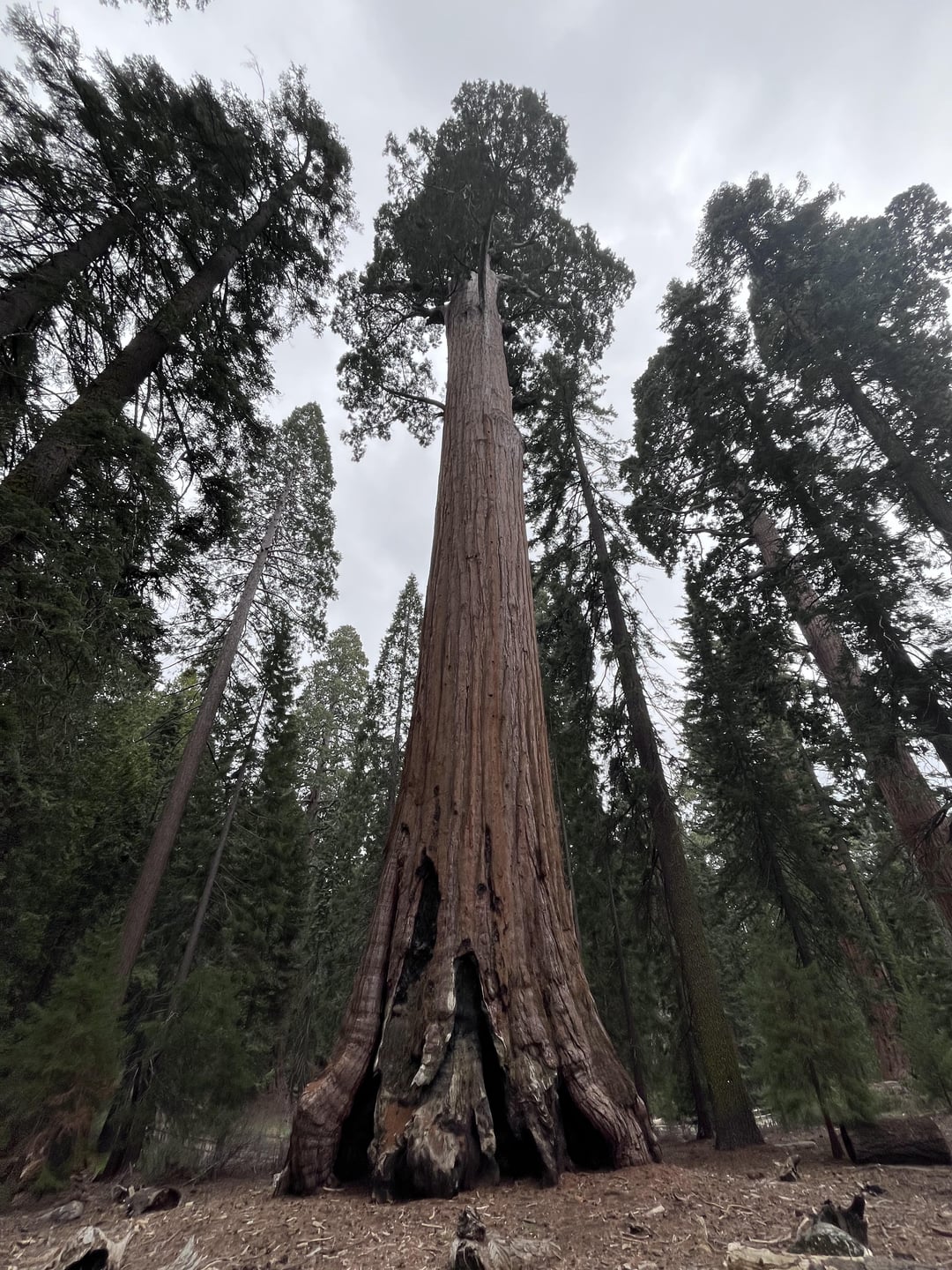 Sequoia National Park | Know Your Meme