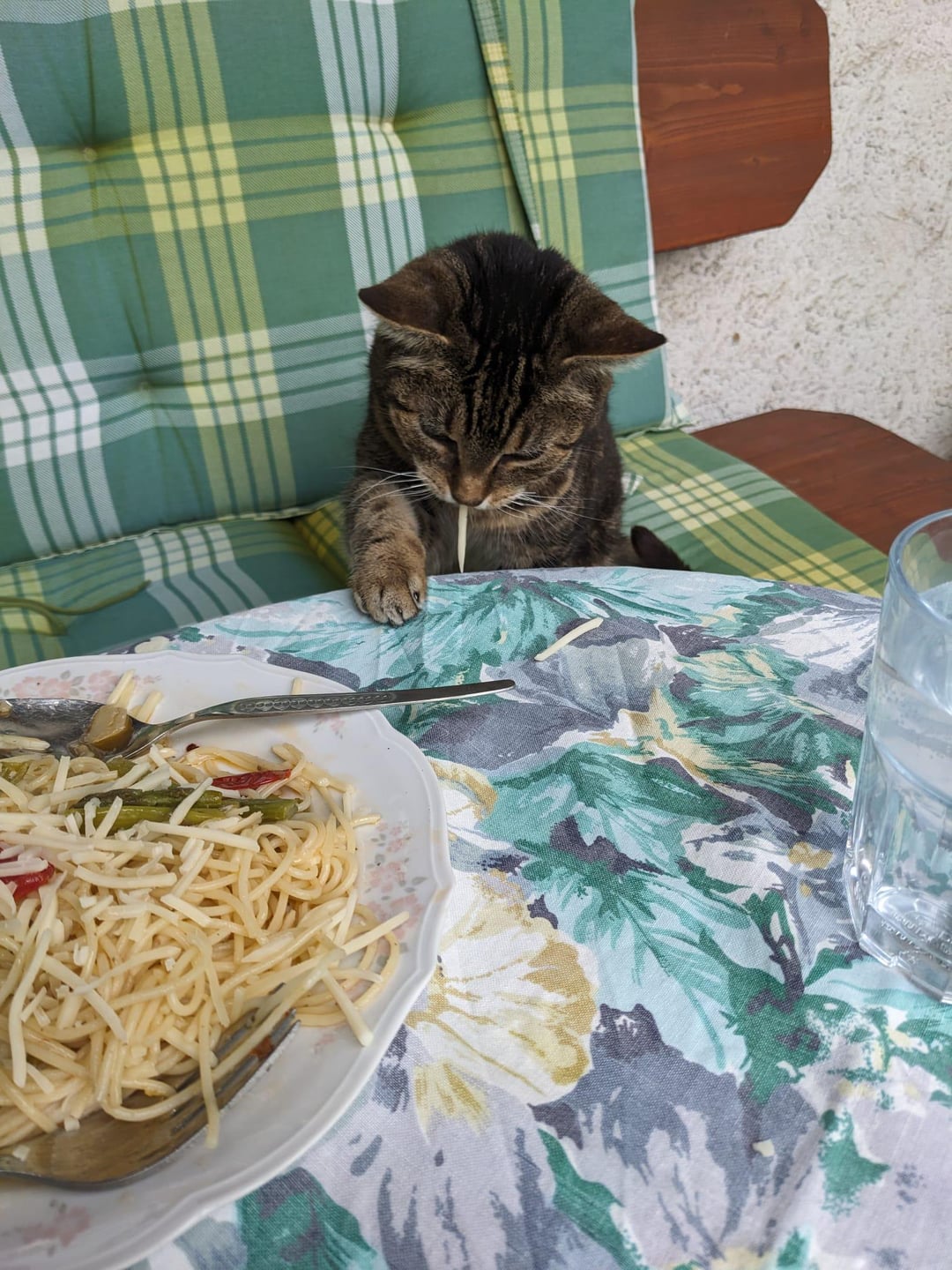 Stealing cheese off the plate | Animals Being Jerks | Know Your Meme