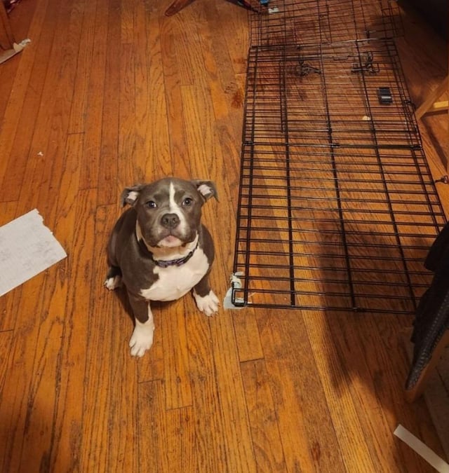 Tore down the gate | Dogs | Know Your Meme