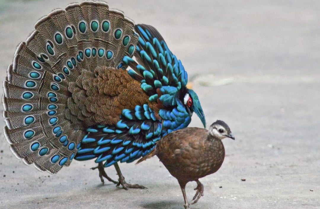 Palawan peacock pheasant | Animals | Know Your Meme