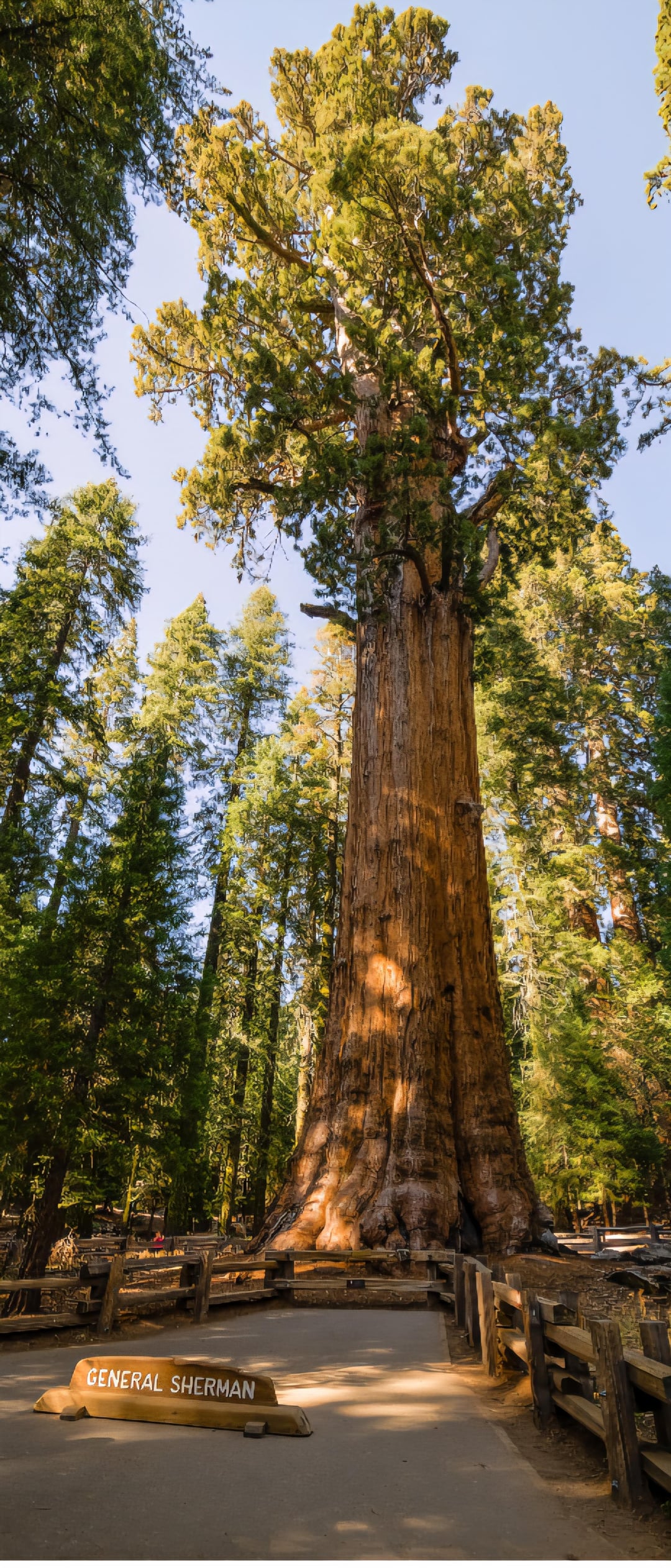 A unit of a Sequoia | Absolute Unit | Know Your Meme