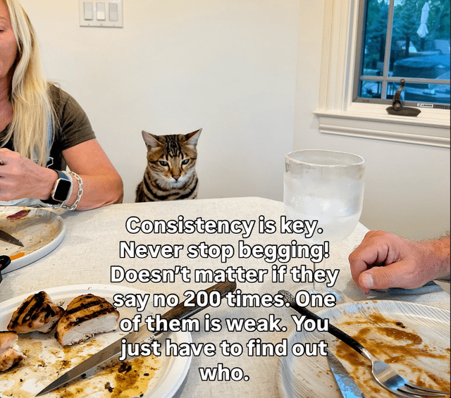 They will give in | Know Your Meme
