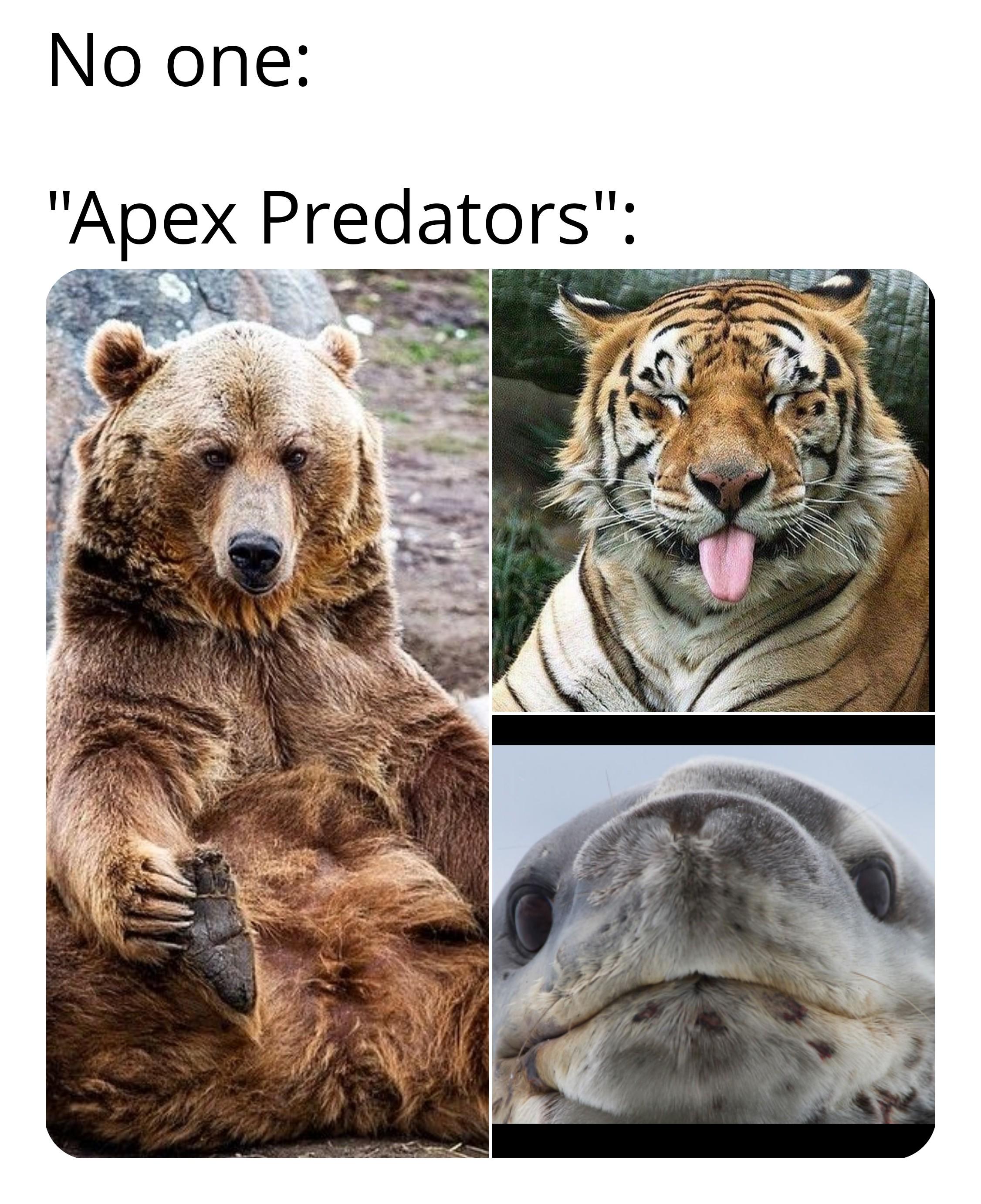 If not Fren, why fren shaped? | /r/dankmemes | Know Your Meme