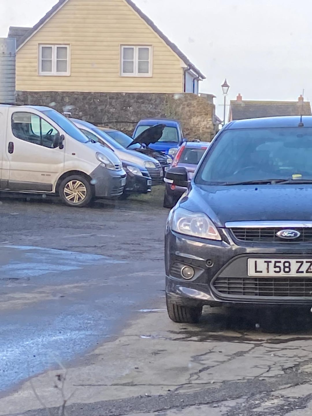 A big bird or a car hood? | Optical Illusion | Know Your Meme