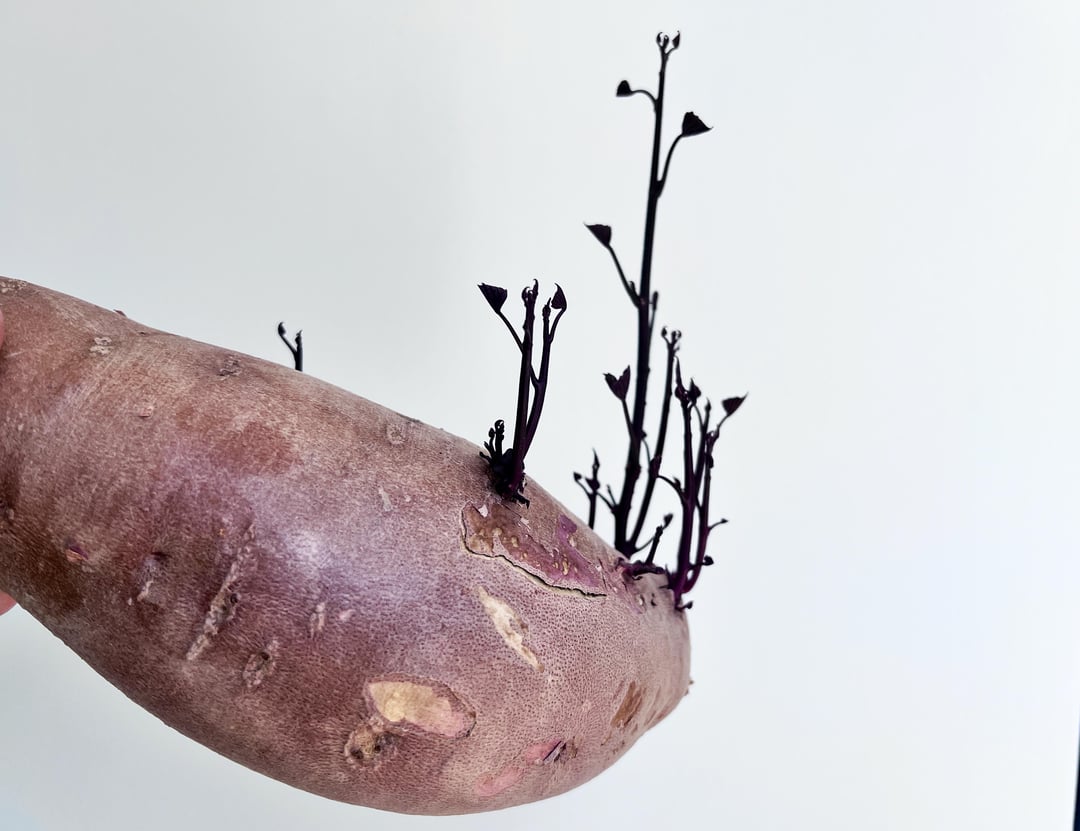 Growing on a sweet potato | Know Your Meme