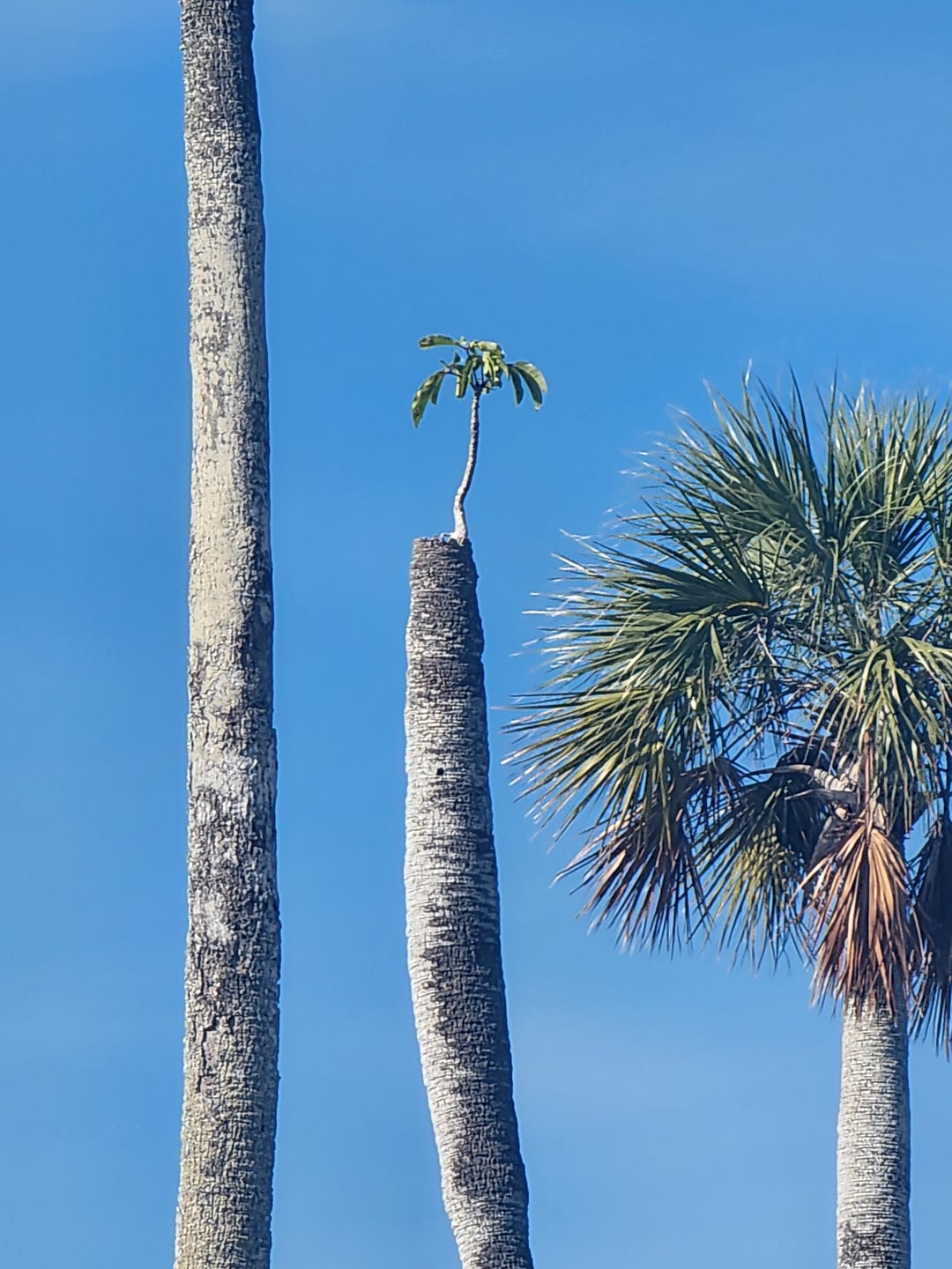 A tree on a tree | Know Your Meme