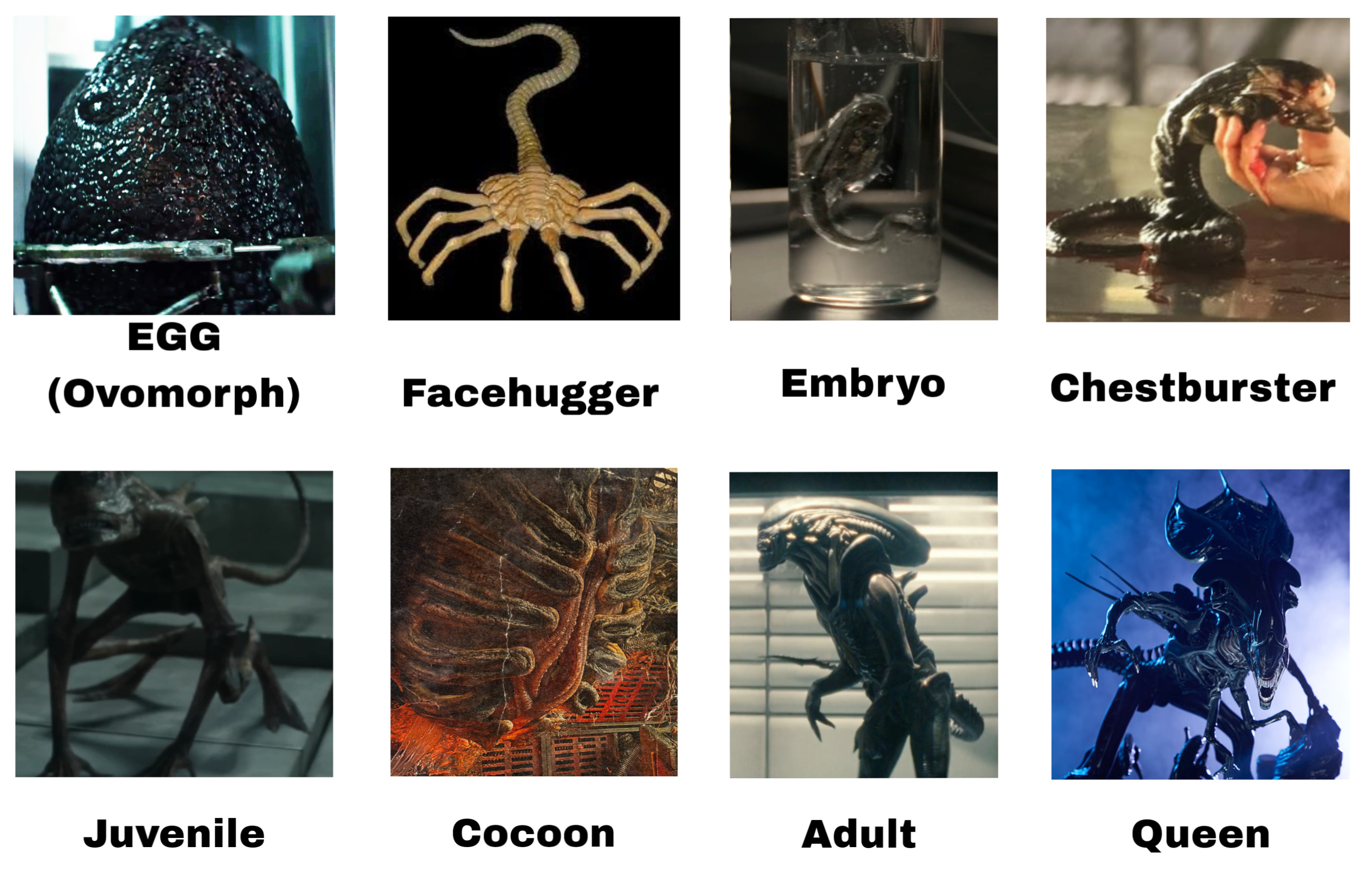 The xenomorph life cycle as of 2025 | Know Your Meme