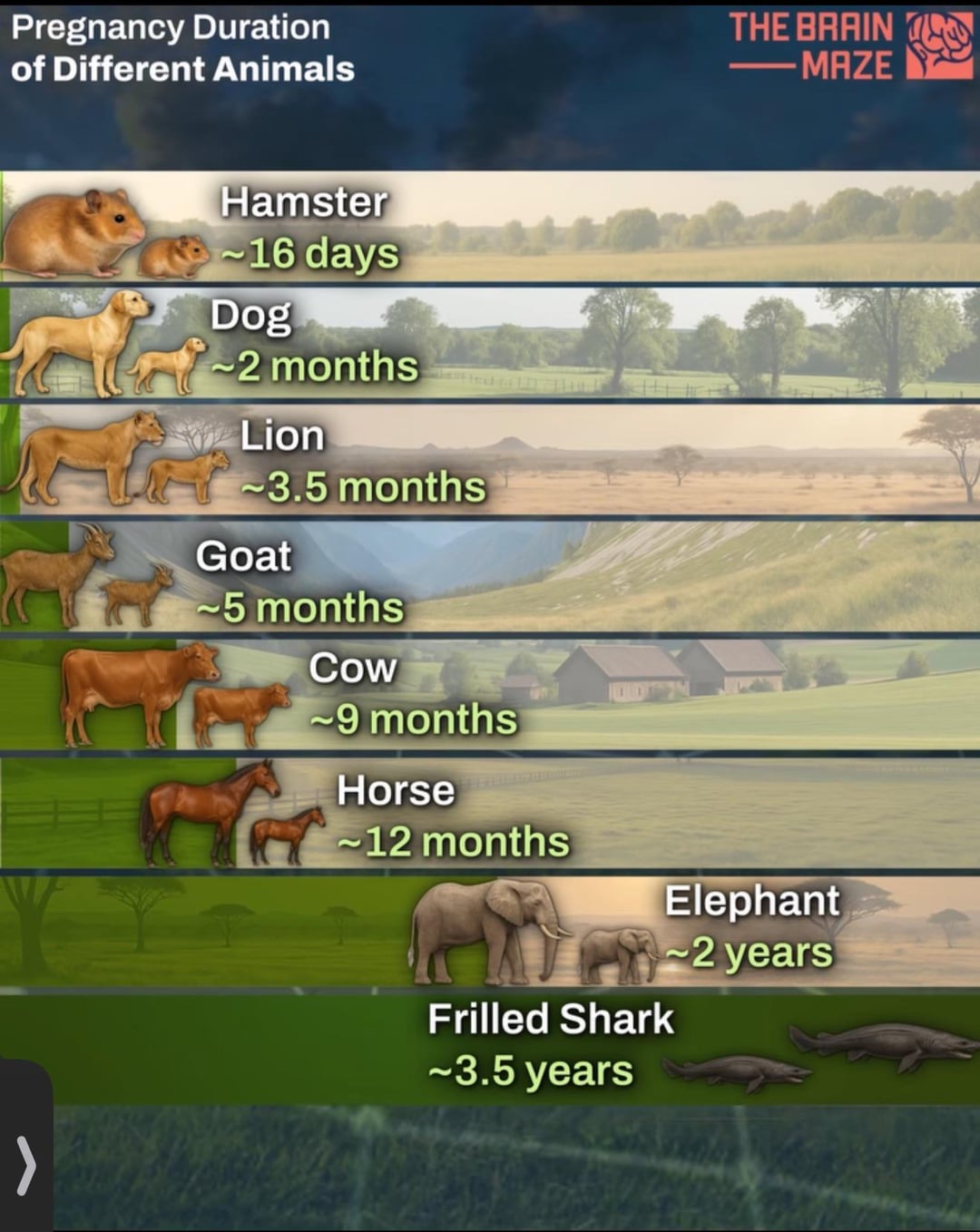 Animal gestations | Infographic Dumps | Know Your Meme