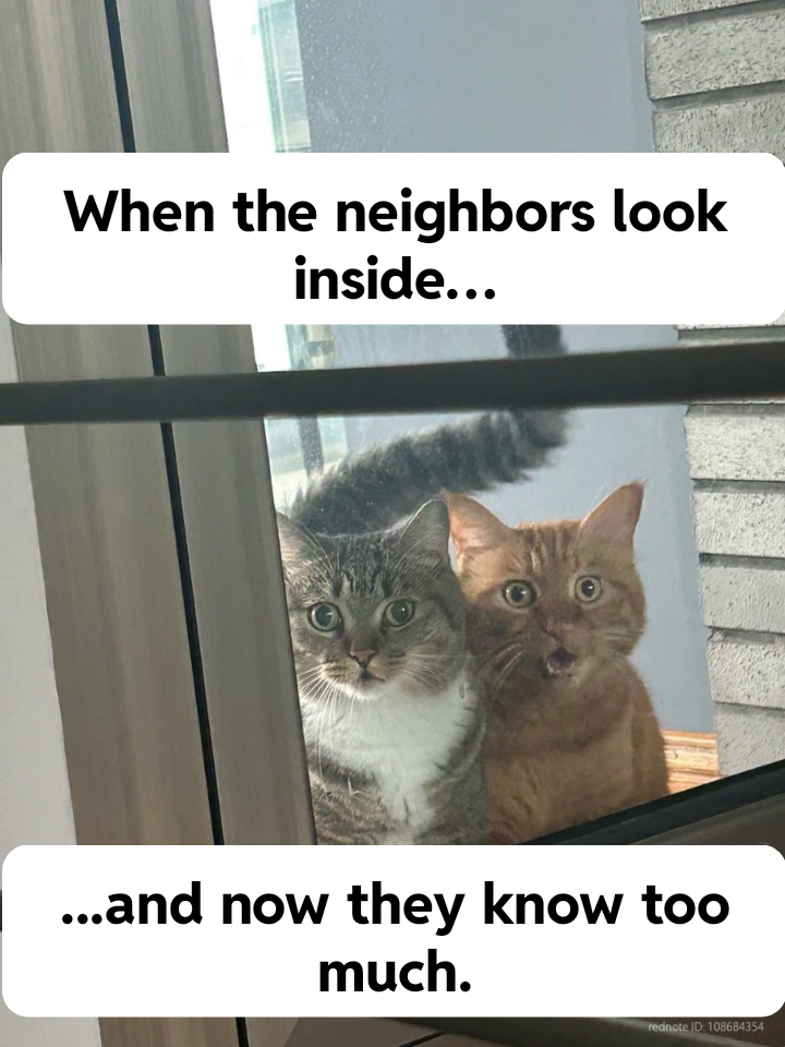 When the neighbors see inside your house | /r/memes | Know Your Meme