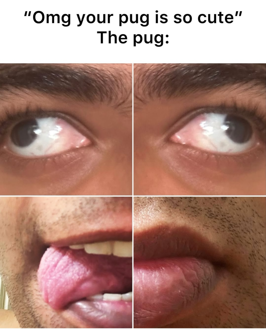 My pug bit me after I showed him this image | /r/memes | Know Your Meme