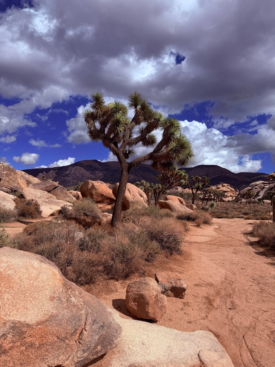 Joshua Tree National Park | Know Your Meme