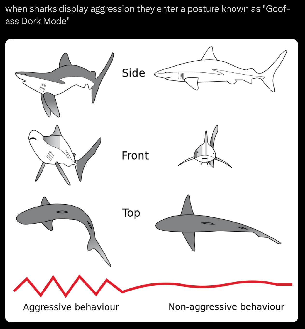 Shark aggression display | Sharks | Know Your Meme