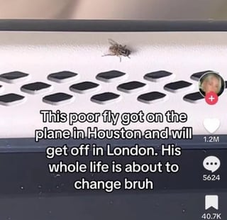 To be a fly | Know Your Meme