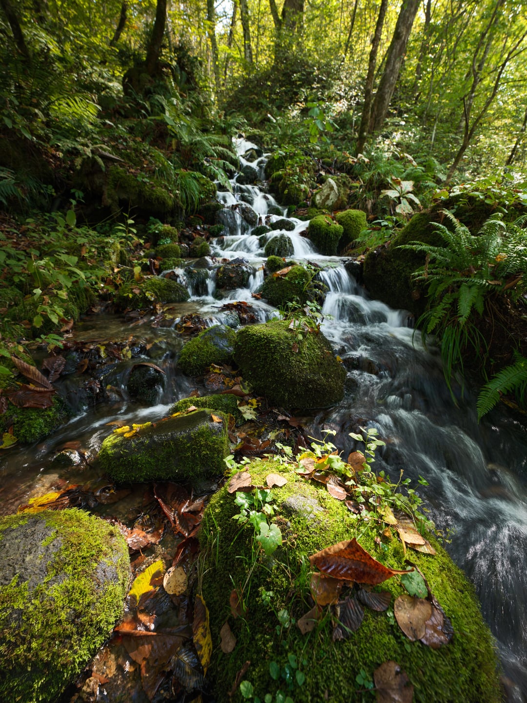 Oirase, Japan | Know Your Meme