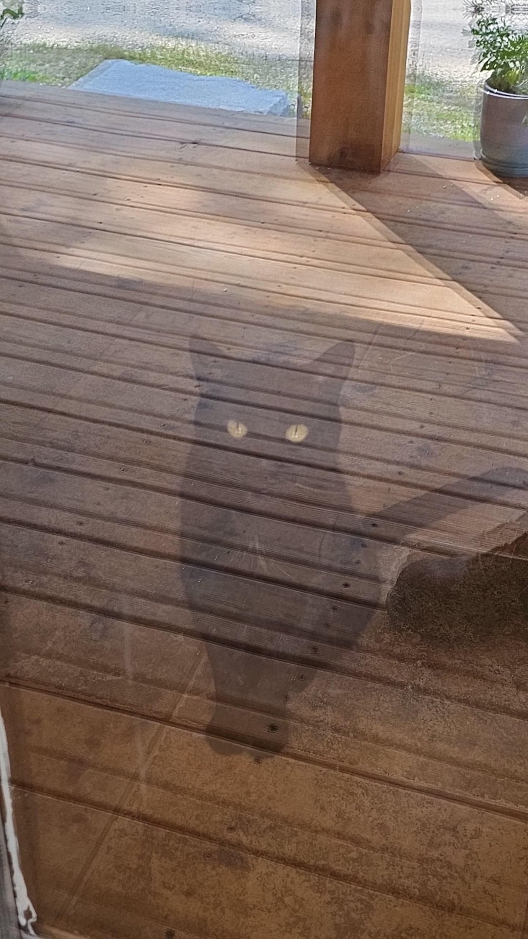 Translucent cat | Optical Illusion | Know Your Meme