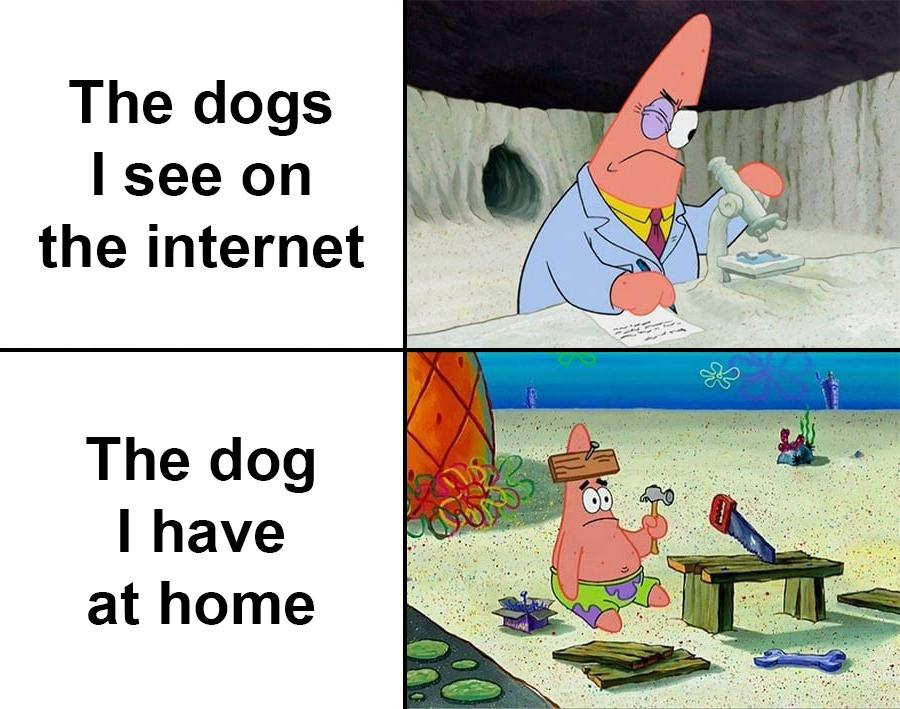 Fool of a dog | /r/memes | Know Your Meme