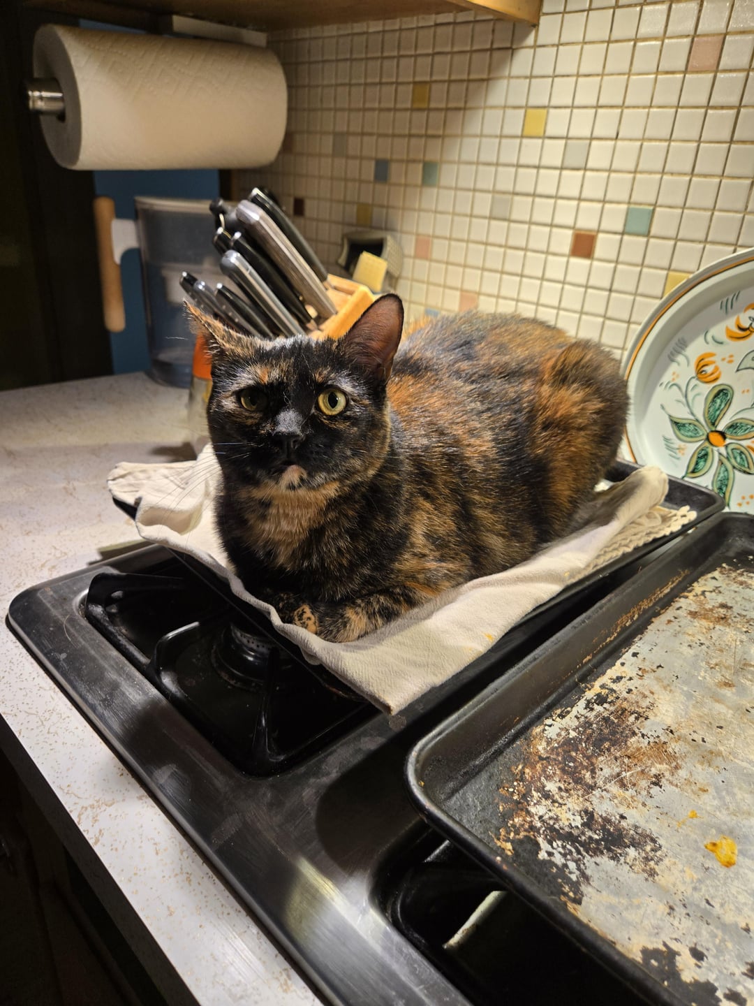 Freshly baked loaf | Cats | Know Your Meme